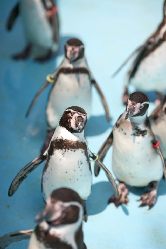 Fun Facts about Adelie & Peruvian Penguins