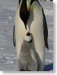 Fun Facts about the Emperor Penguin